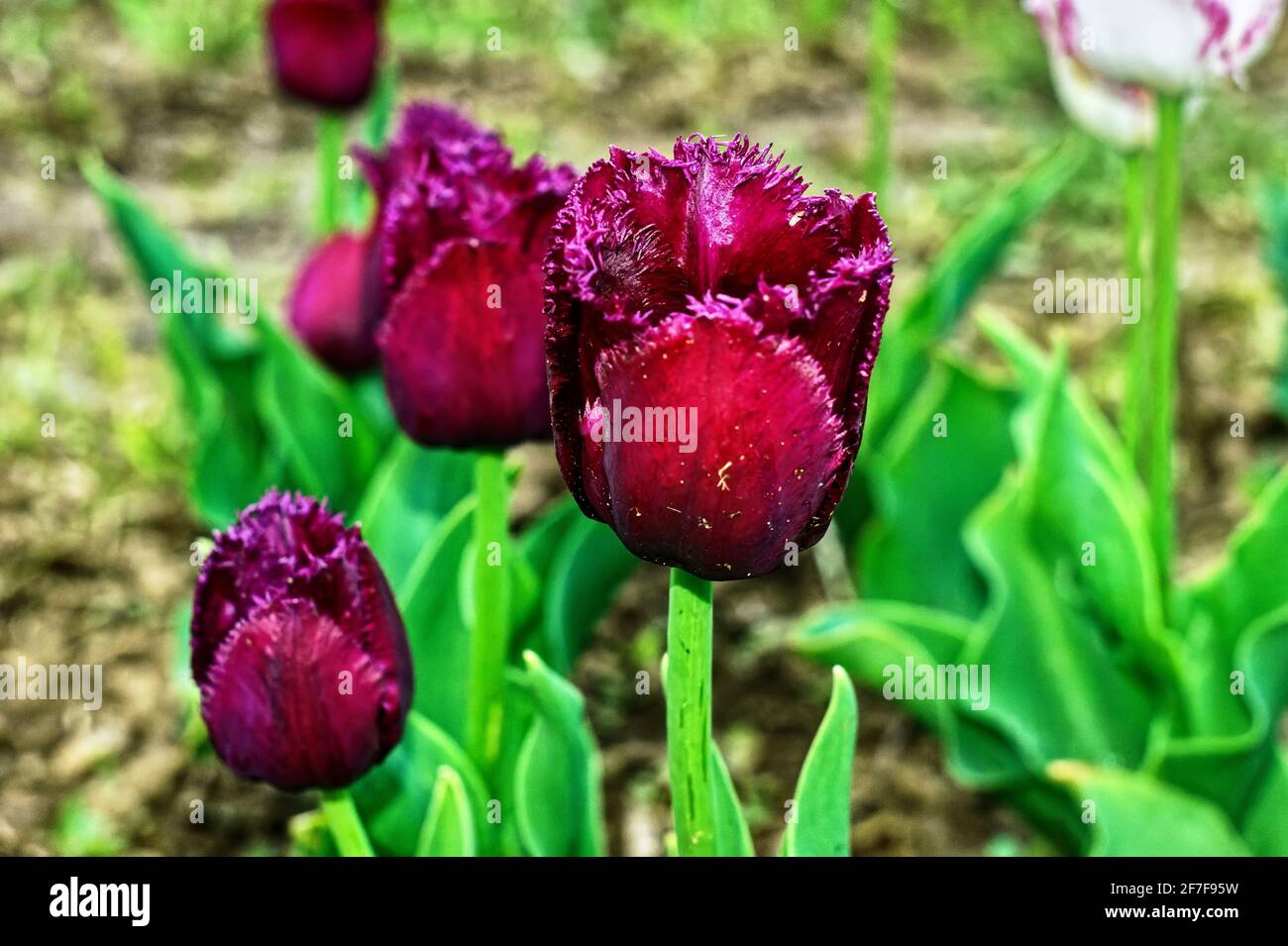 Helios 40 hi-res stock photography and images - Alamy