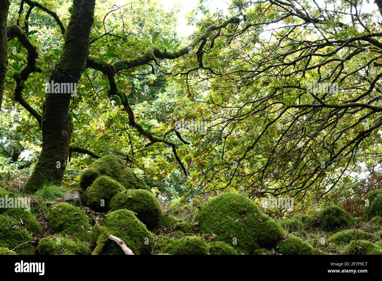 Allt ty canol hi-res stock photography and images - Alamy