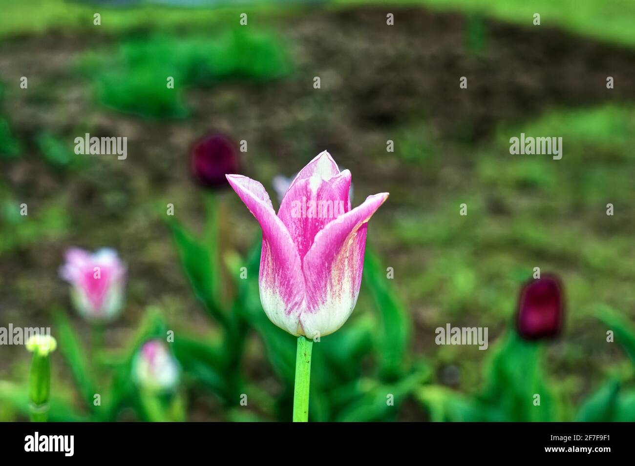 Tulip wild romance hi-res stock photography and images - Alamy