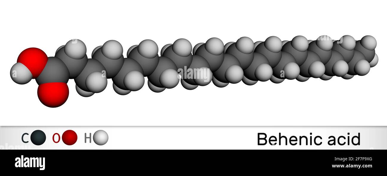 Behenic acid, molecule. It is docosanoic acid, straight-chain, long ...