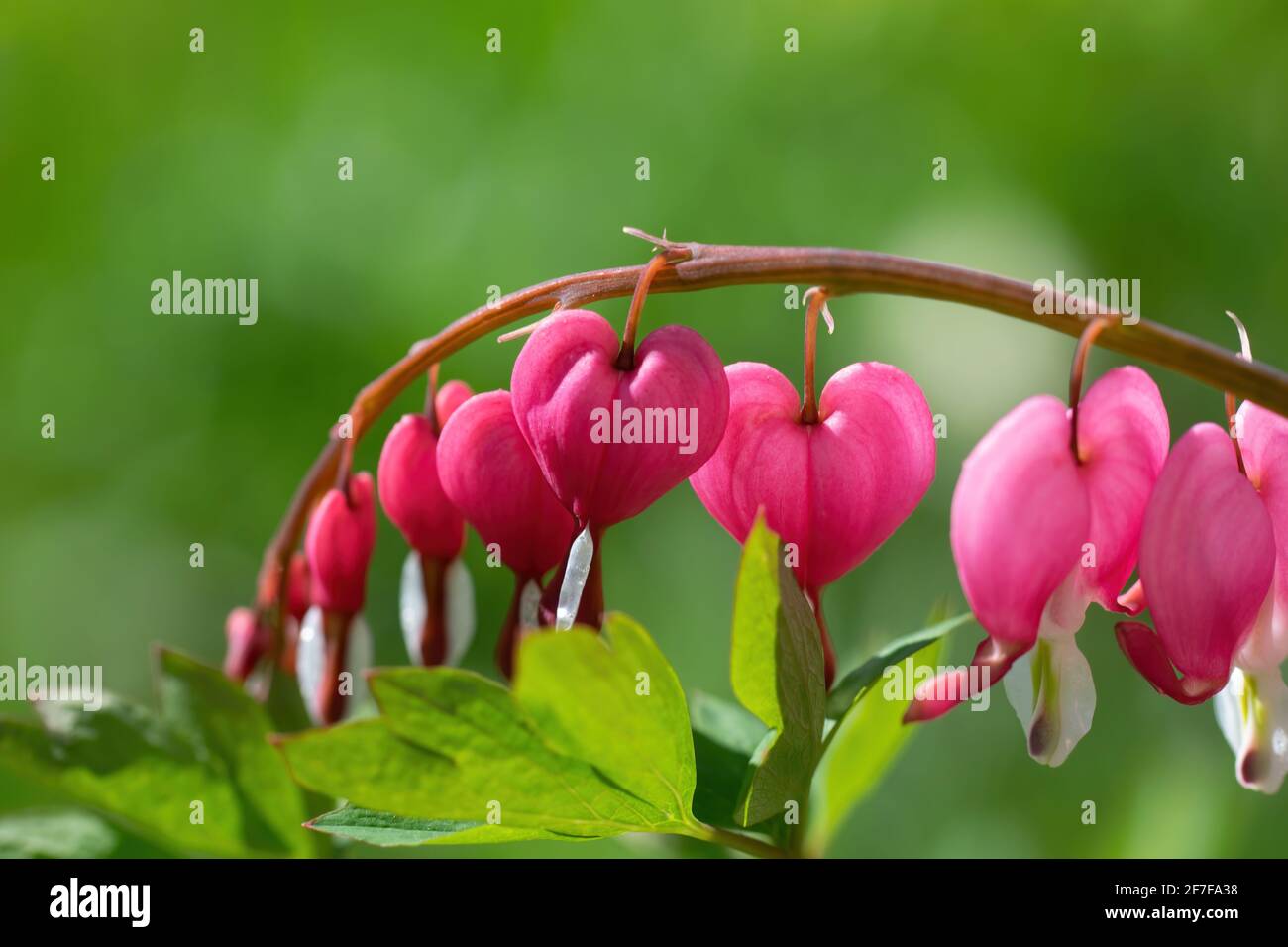 Dicenter hi-res stock photography and images - Alamy