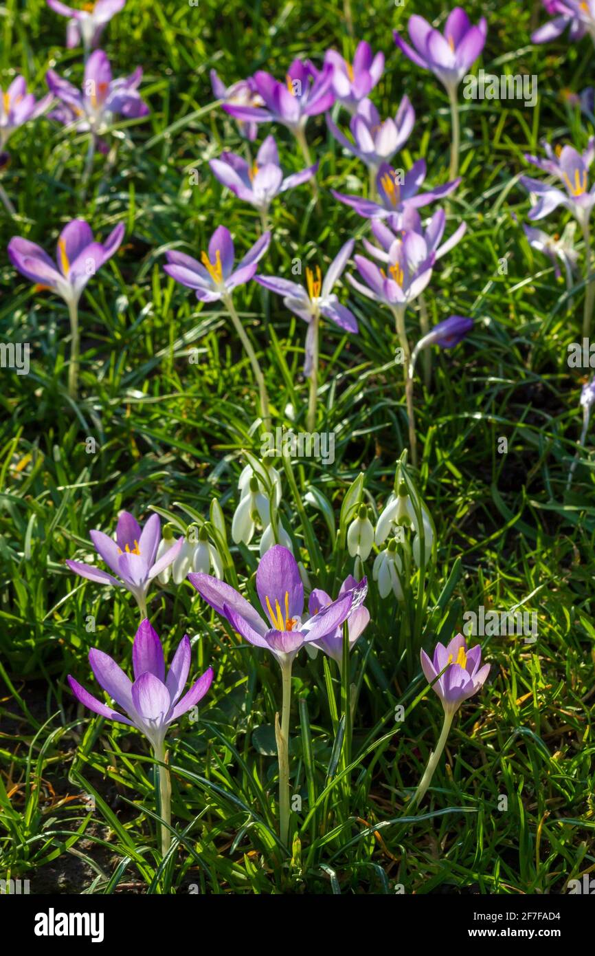 Purple snowdrops growing in spring hi-res stock photography and images ...