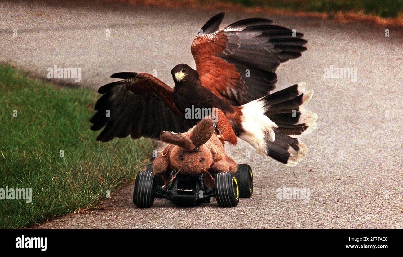 Harry the Harris Hawk killing fake rabbit August 2000Brian the Bionic ...