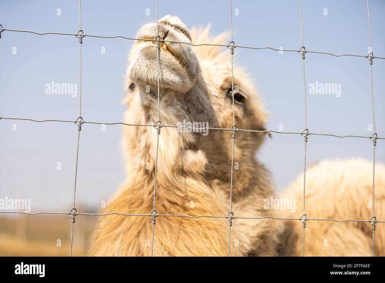 Cute and funny camel face. Camel close up Stock Photo - Alamy