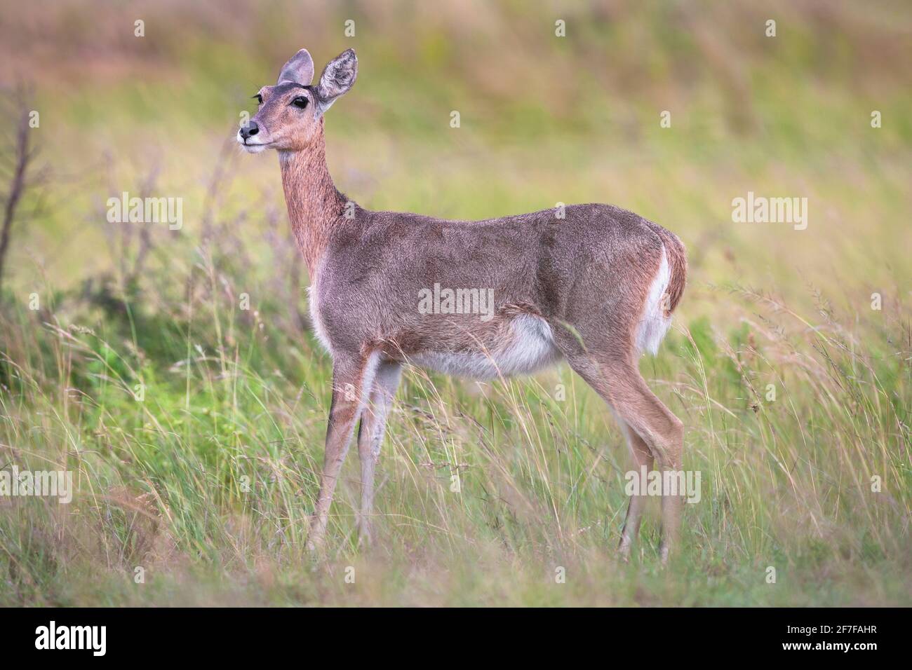 Southern reedbuck redunca arundinum hi-res stock photography and images ...