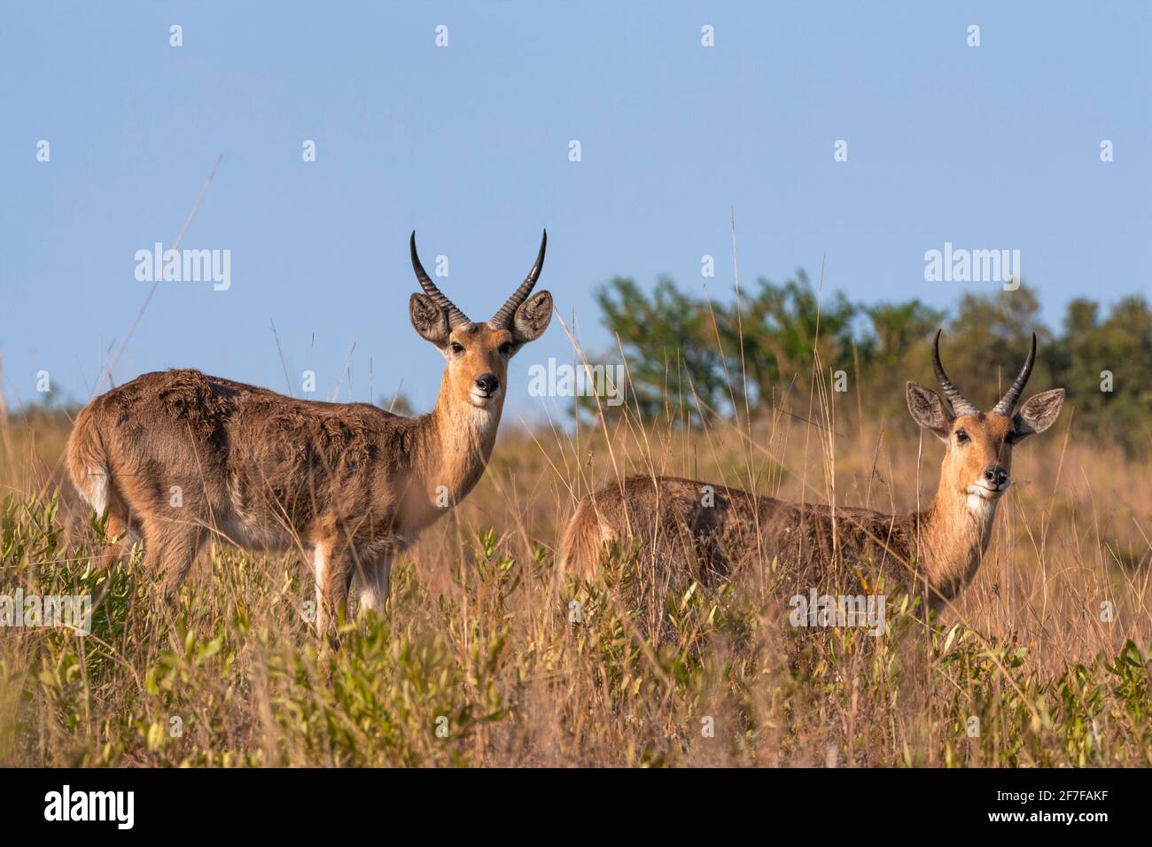 Reedbuck High Resolution Stock Photography and Images - Alamy
