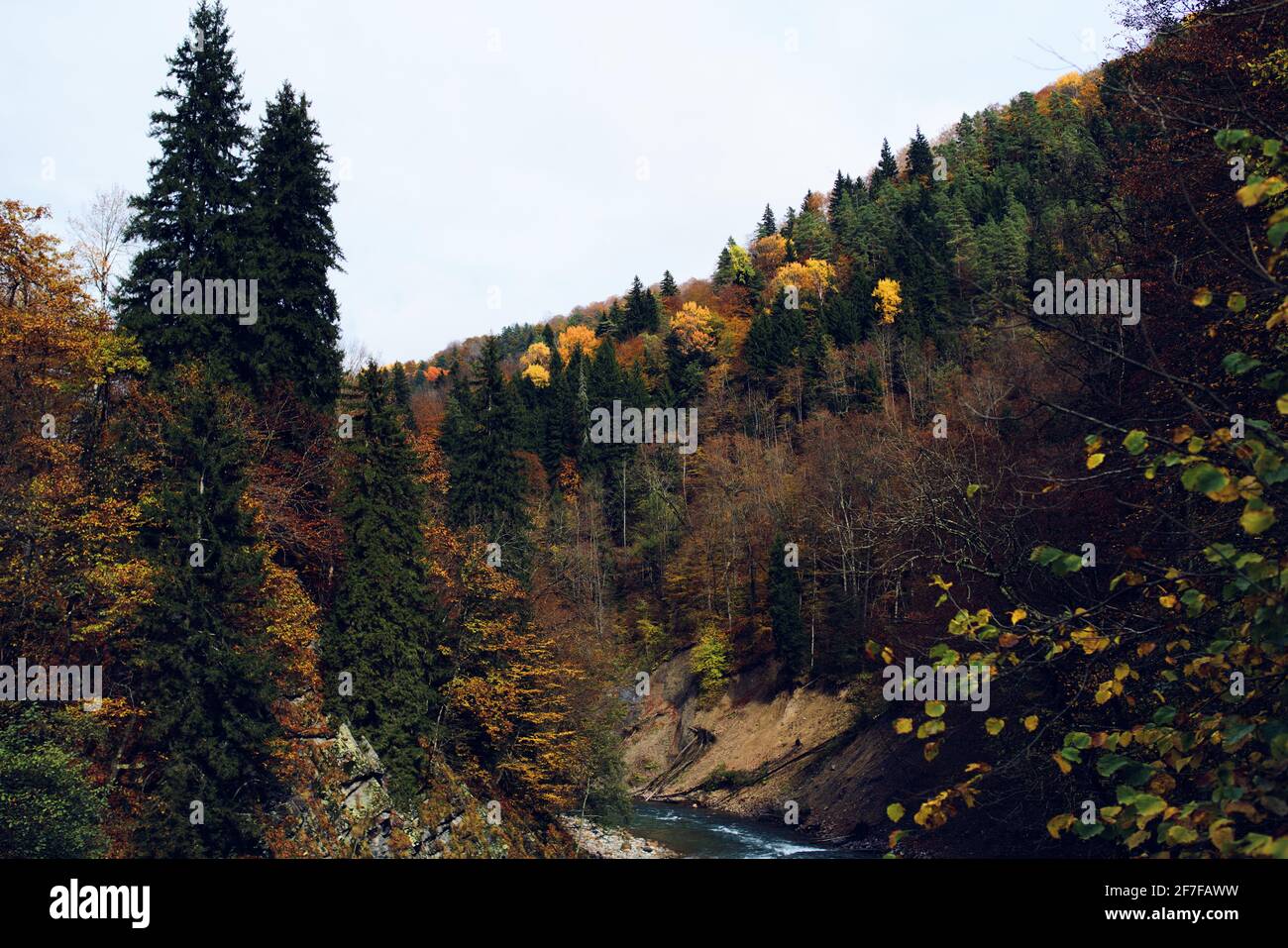 Autumn forest landscape trees nature fresh air Stock Photo - Alamy
