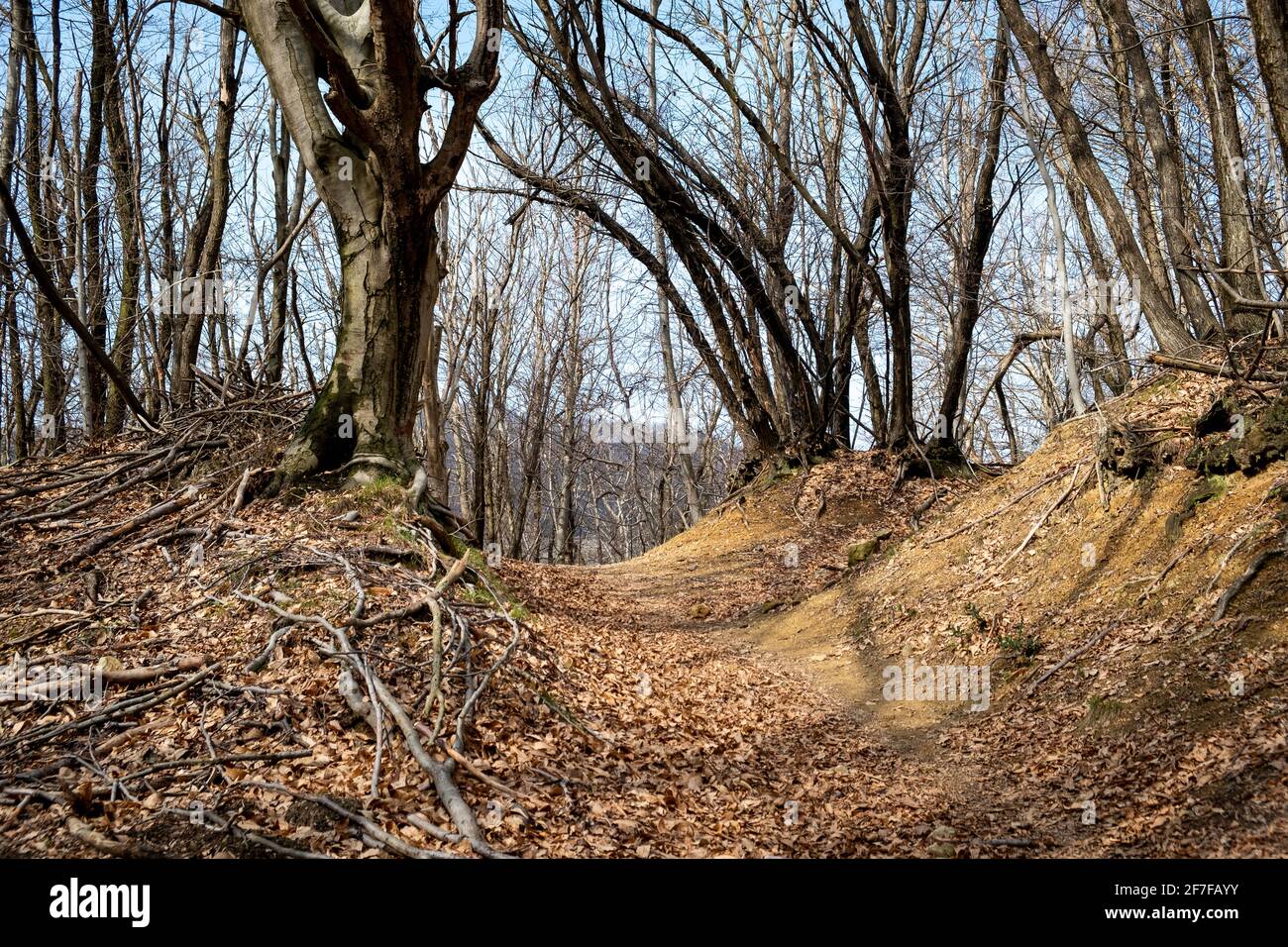 Italian woods and forests of the Ligurian hinterland in the Adelasia ...
