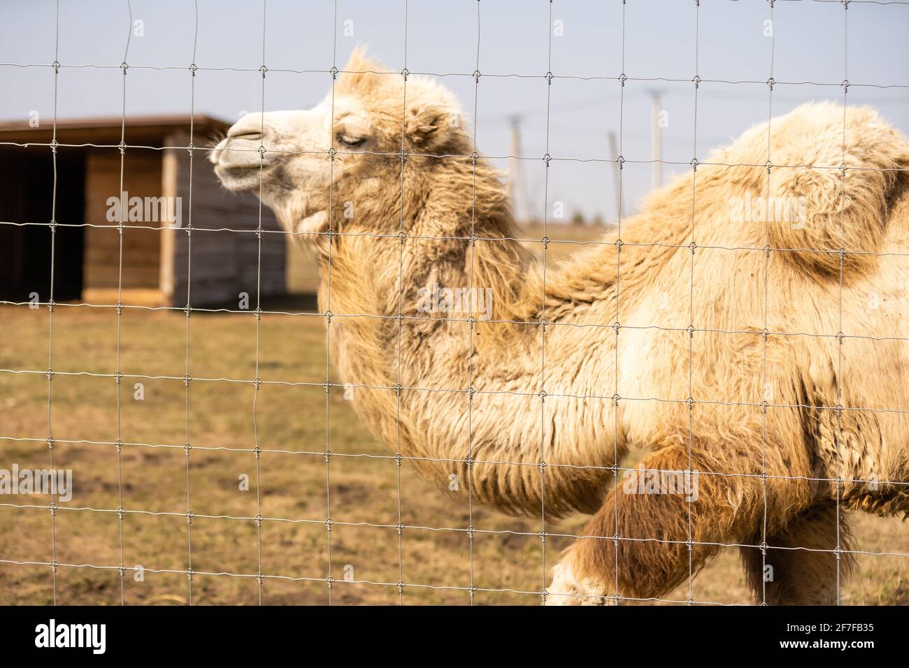 The zoo cage behind which the camel.The zoo cage behind which the camel ...