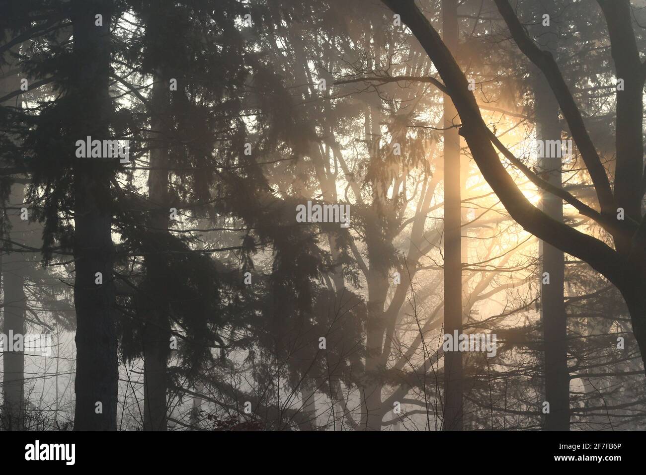 Sunrise through the trees. The sun shines through the trees surrounded ...