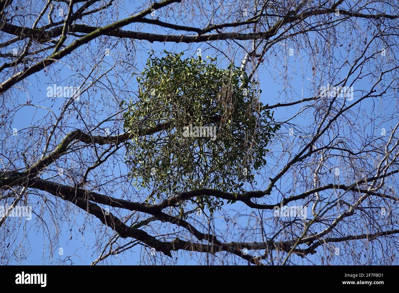 Berlin, Germany. 30th Mar, 2021. Mistletoe (Viscum album) growing on a ...