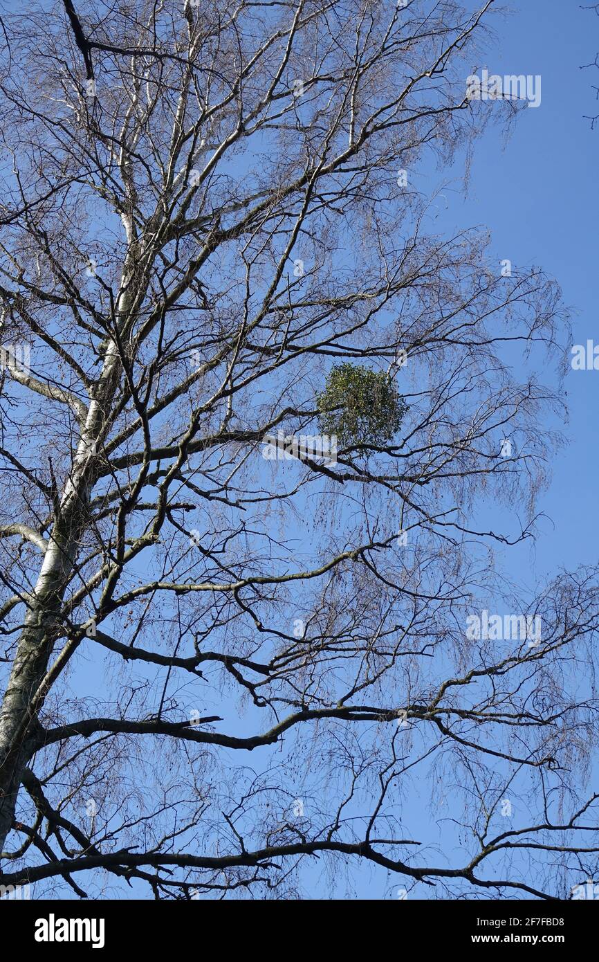 Berlin, Germany. 30th Mar, 2021. Mistletoe (Viscum album) growing on a ...
