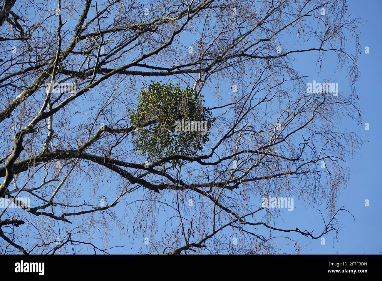 Berlin, Germany. 30th Mar, 2021. Mistletoe (Viscum album) growing on a ...