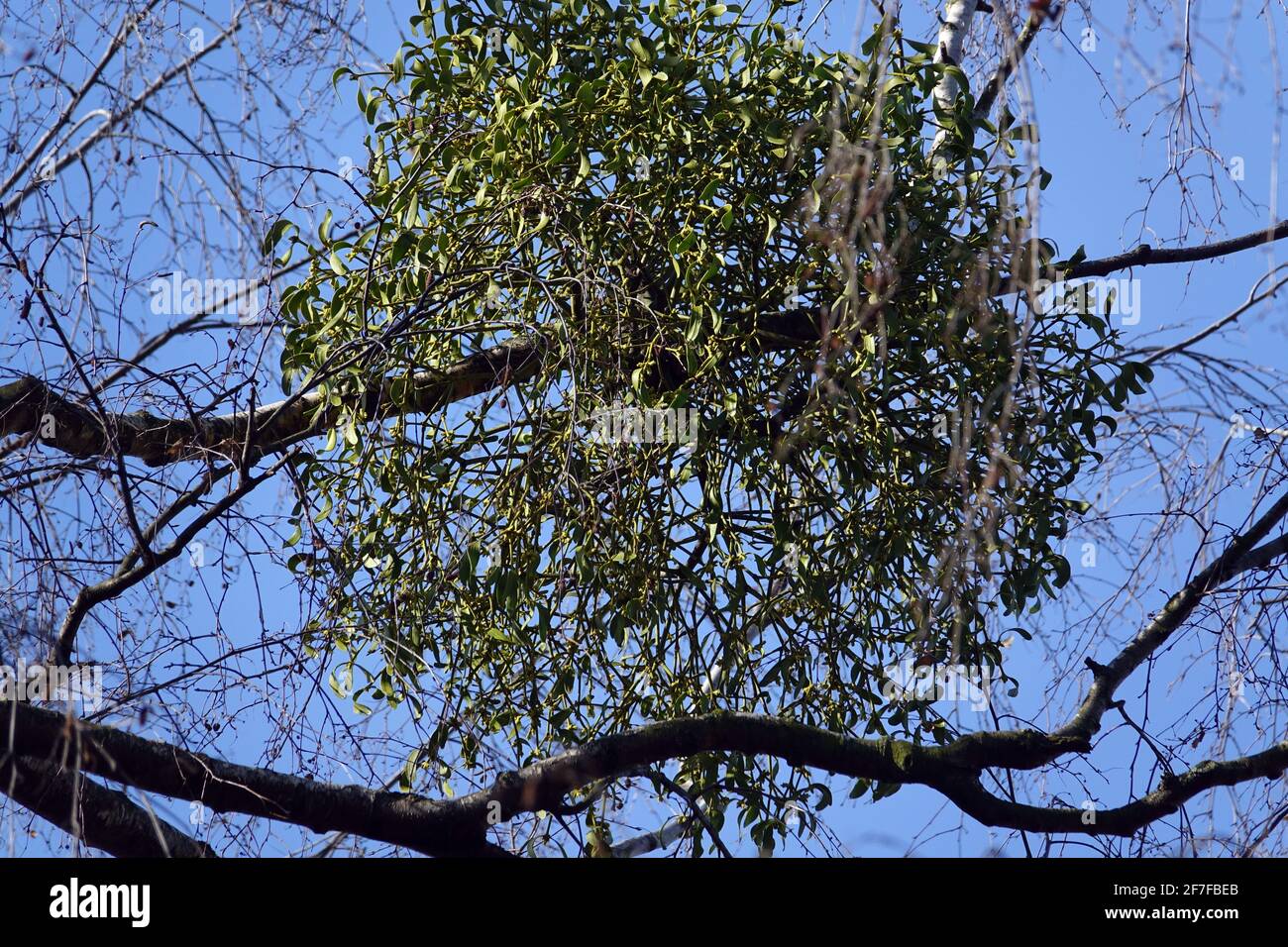 Berlin, Germany. 30th Mar, 2021. Mistletoe (Viscum album) growing on a ...