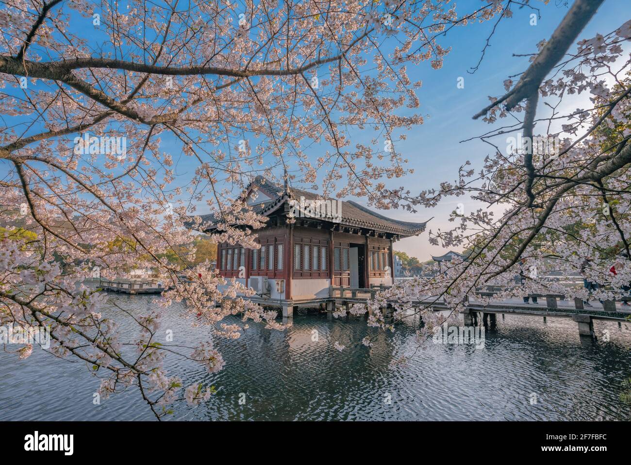 Blooming cherry blossoms at the west lake in Hangzhou, China, spring ...