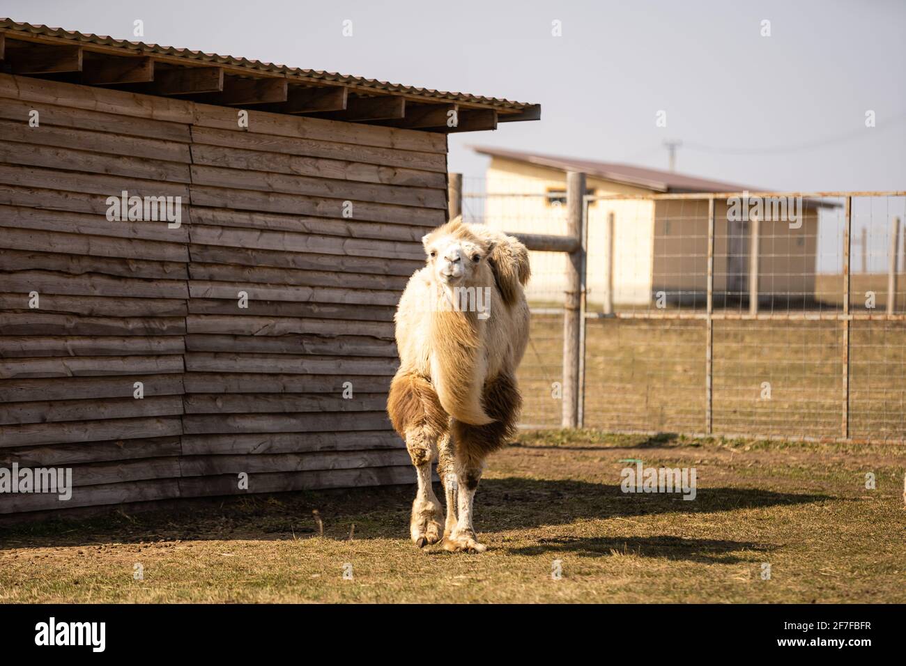 Cute and funny camel face. Camel close up Stock Photo - Alamy