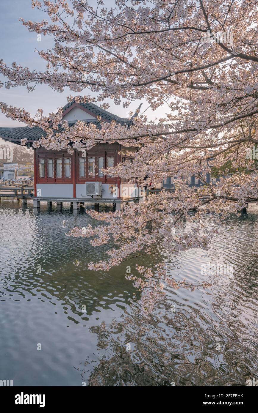 Blooming cherry blossoms at the west lake in Hangzhou, China, spring ...