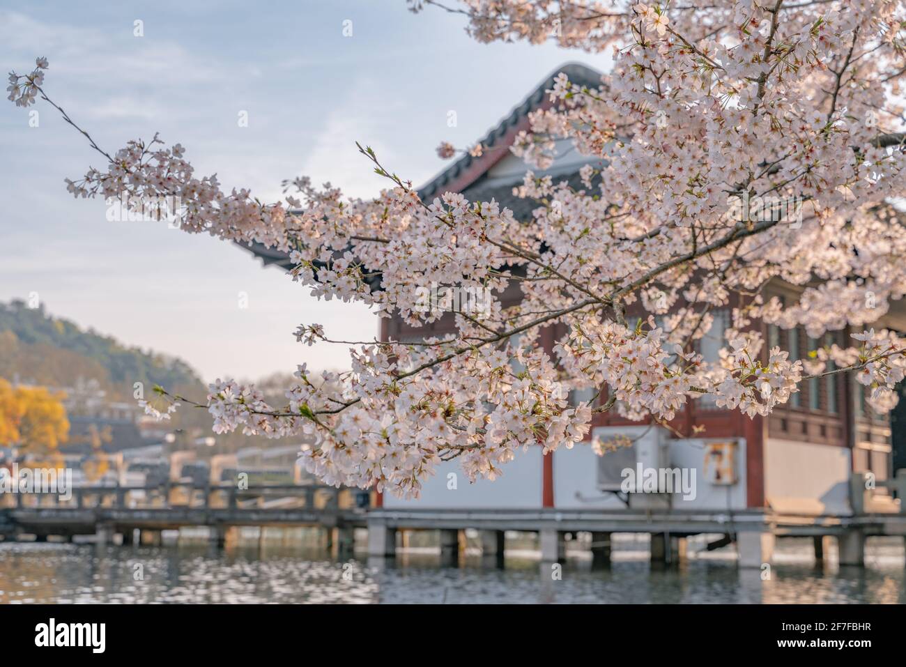 Blooming cherry blossoms at the west lake in Hangzhou, China, spring ...
