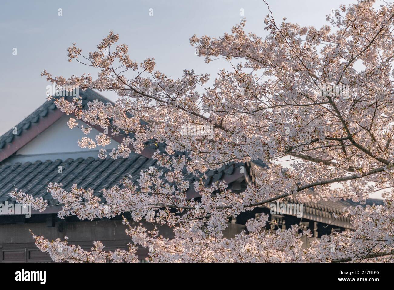Blooming cherry blossoms at the west lake in Hangzhou, China, spring ...