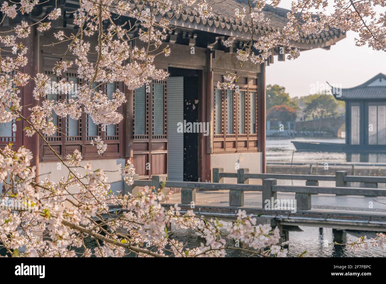 Blooming cherry blossoms at the west lake in Hangzhou, China, spring ...