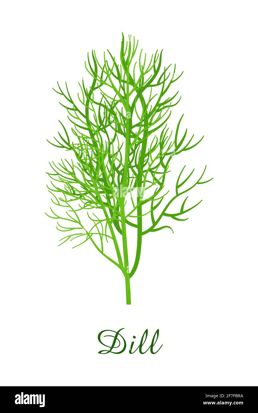 Dill plant, food green grasses herbs and plants collection, realistic ...