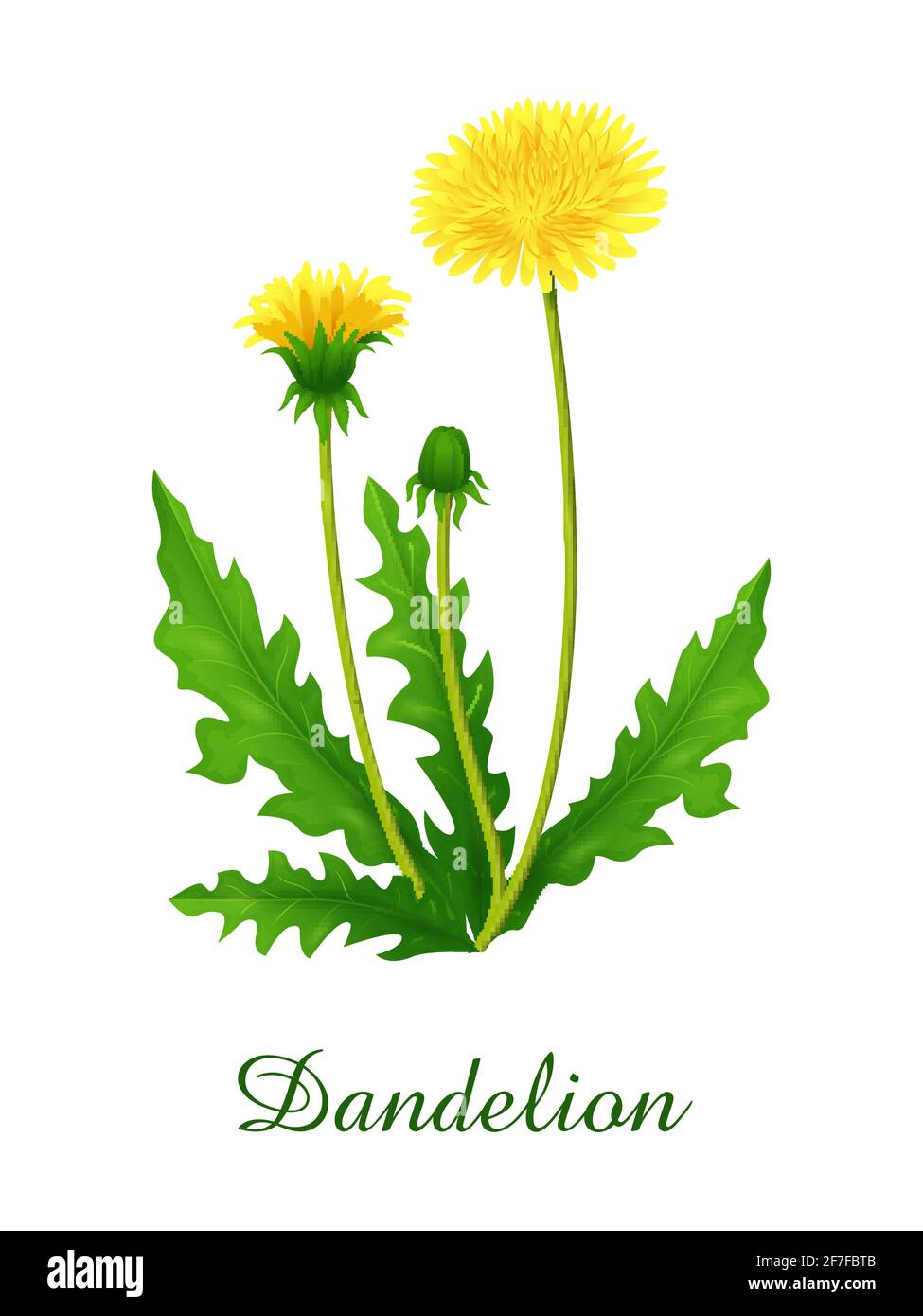 Dandelion Plant Drawing