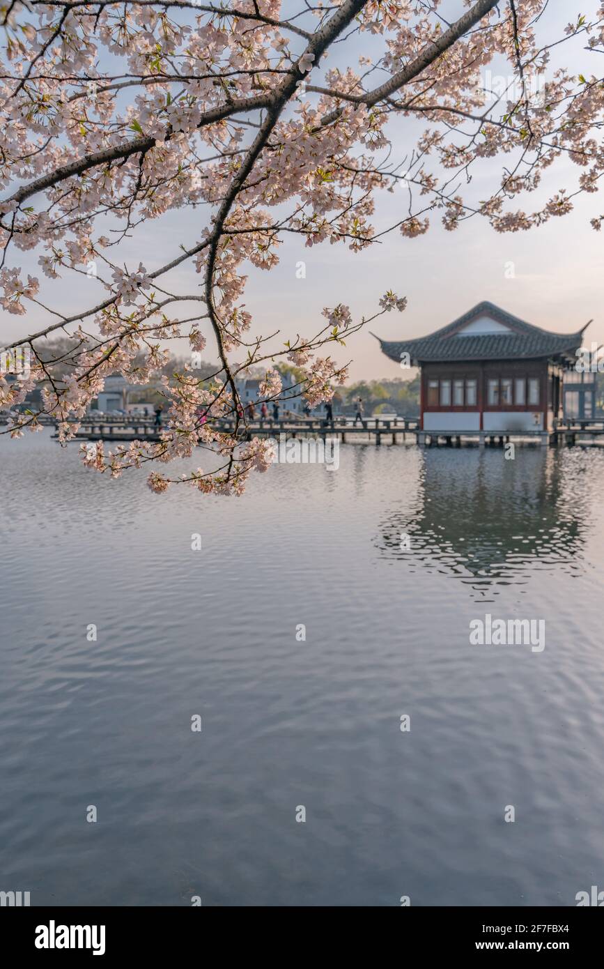 Blooming cherry blossoms at the west lake in Hangzhou, China, spring ...