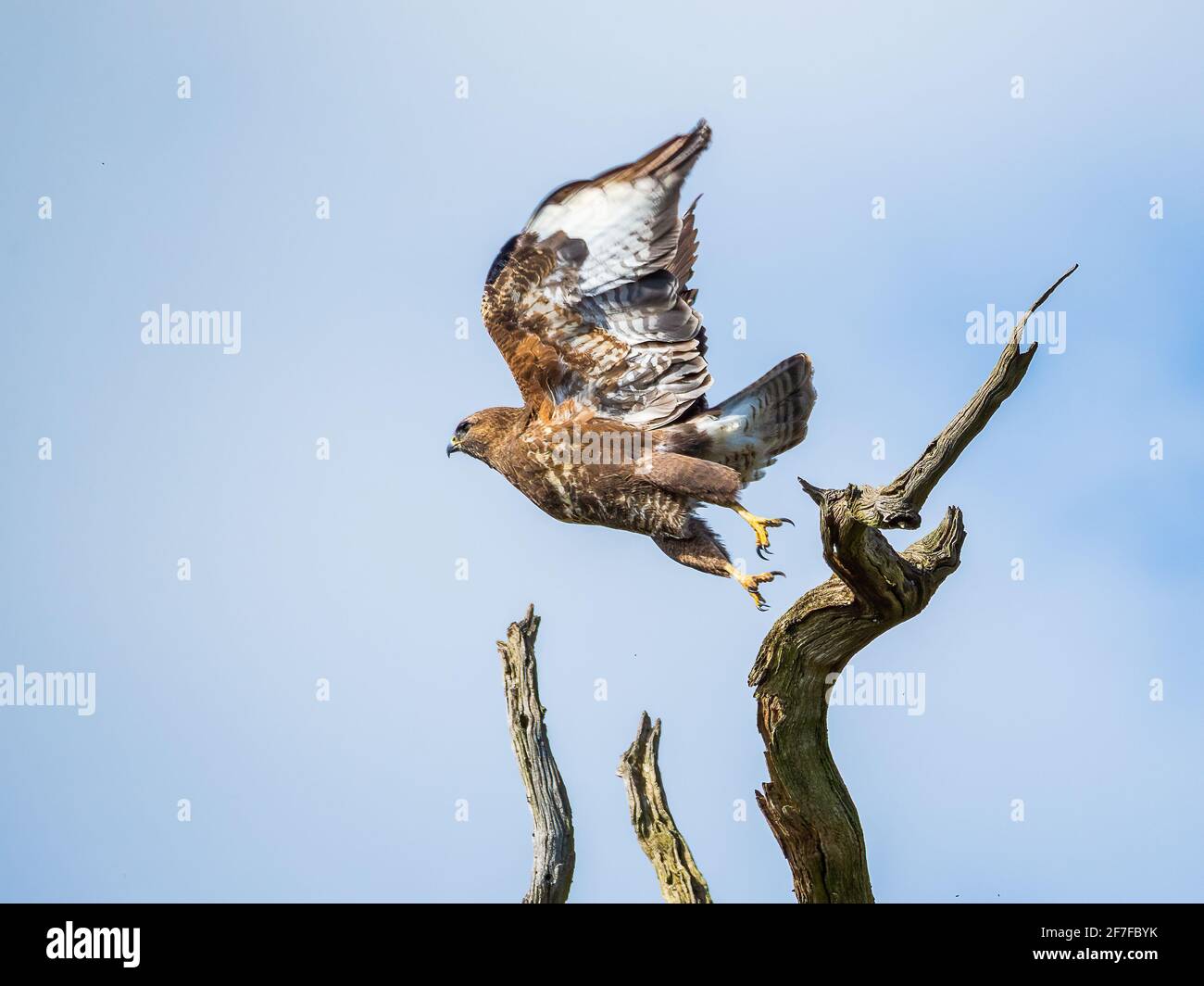 Buzzard flying hi-res stock photography and images - Alamy