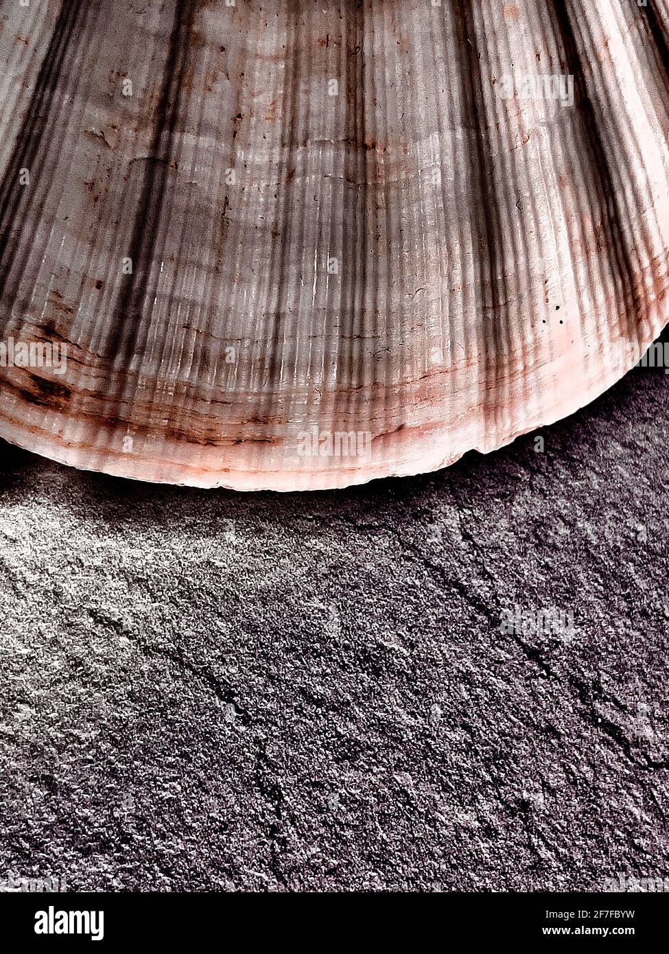 Shell structure hi-res stock photography and images - Alamy