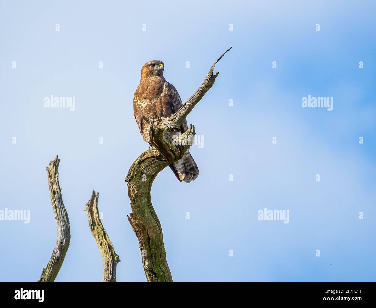 Buzzards tree hi-res stock photography and images - Alamy
