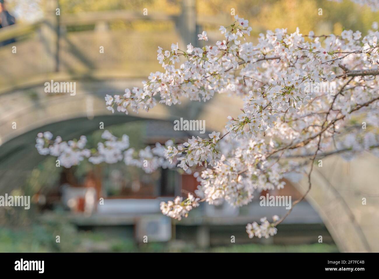 Blooming cherry blossoms at the west lake in Hangzhou, China, spring ...
