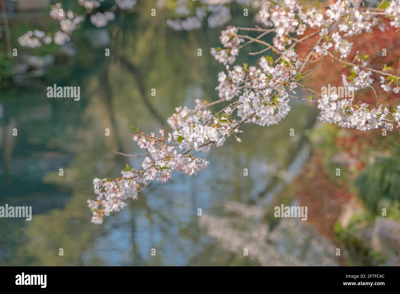 Blooming cherry blossoms at the west lake in Hangzhou, China, spring ...