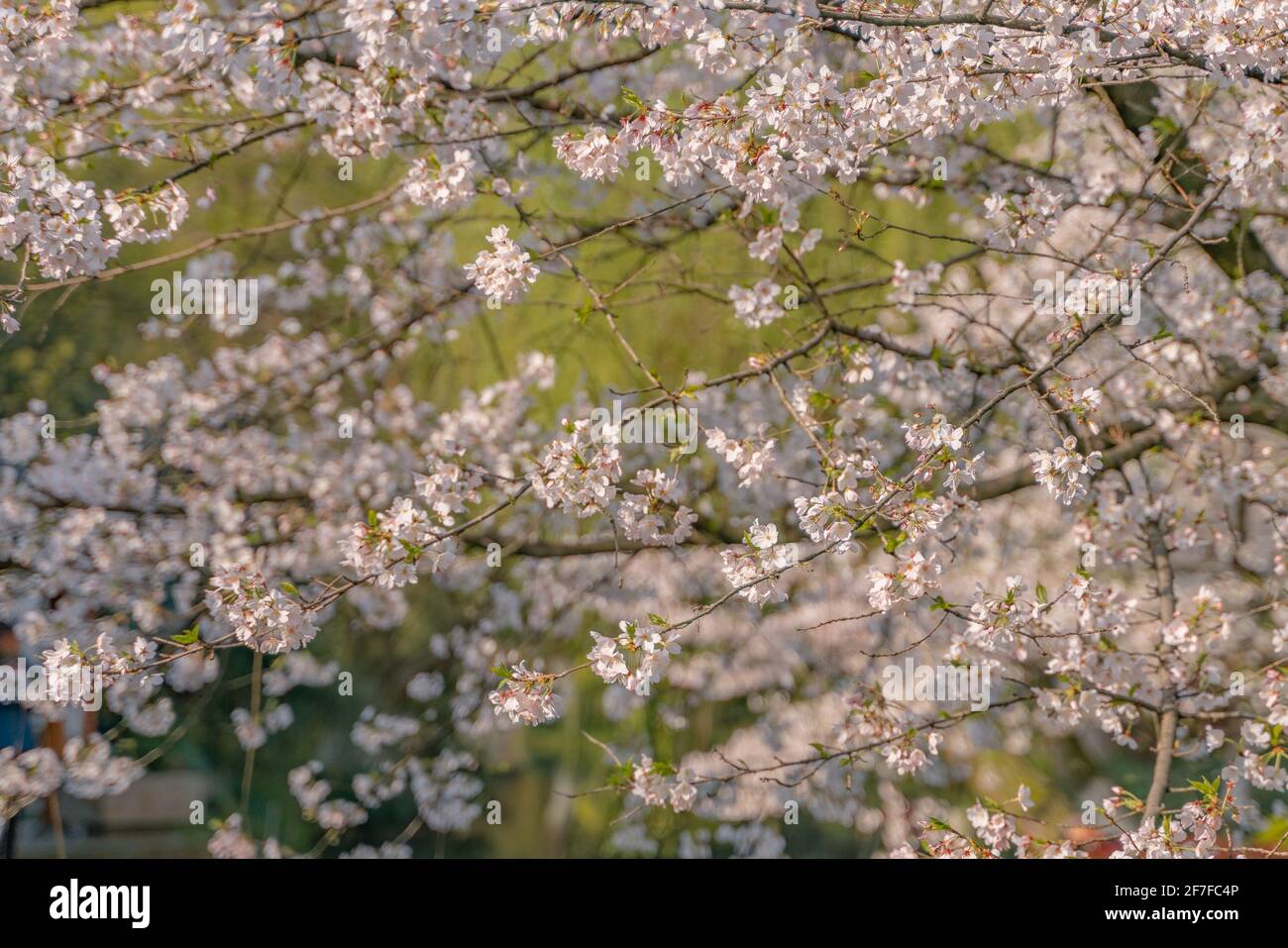 Blooming cherry blossoms at the west lake in Hangzhou, China, spring ...