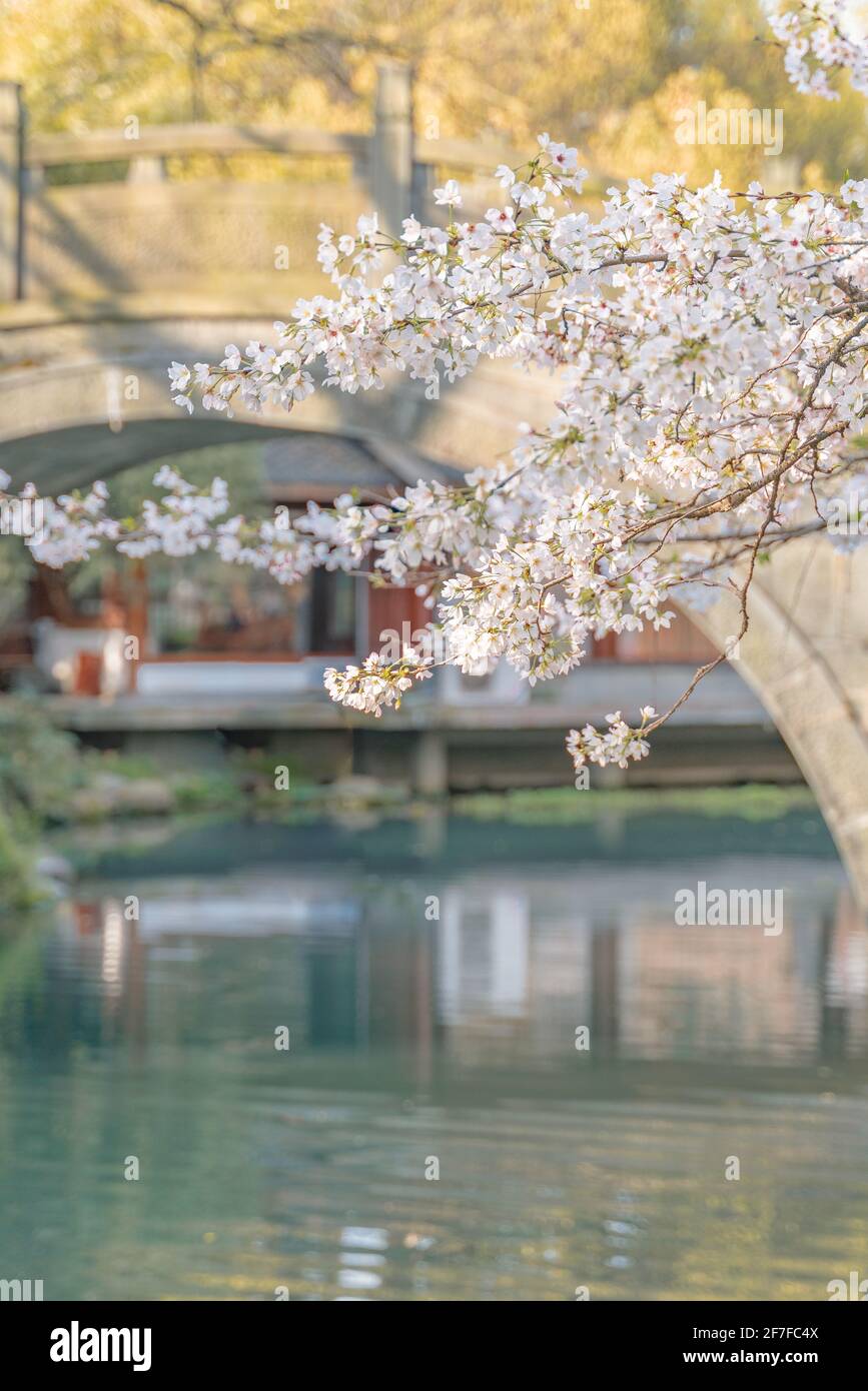 Blooming cherry blossoms at the west lake in Hangzhou, China, spring ...