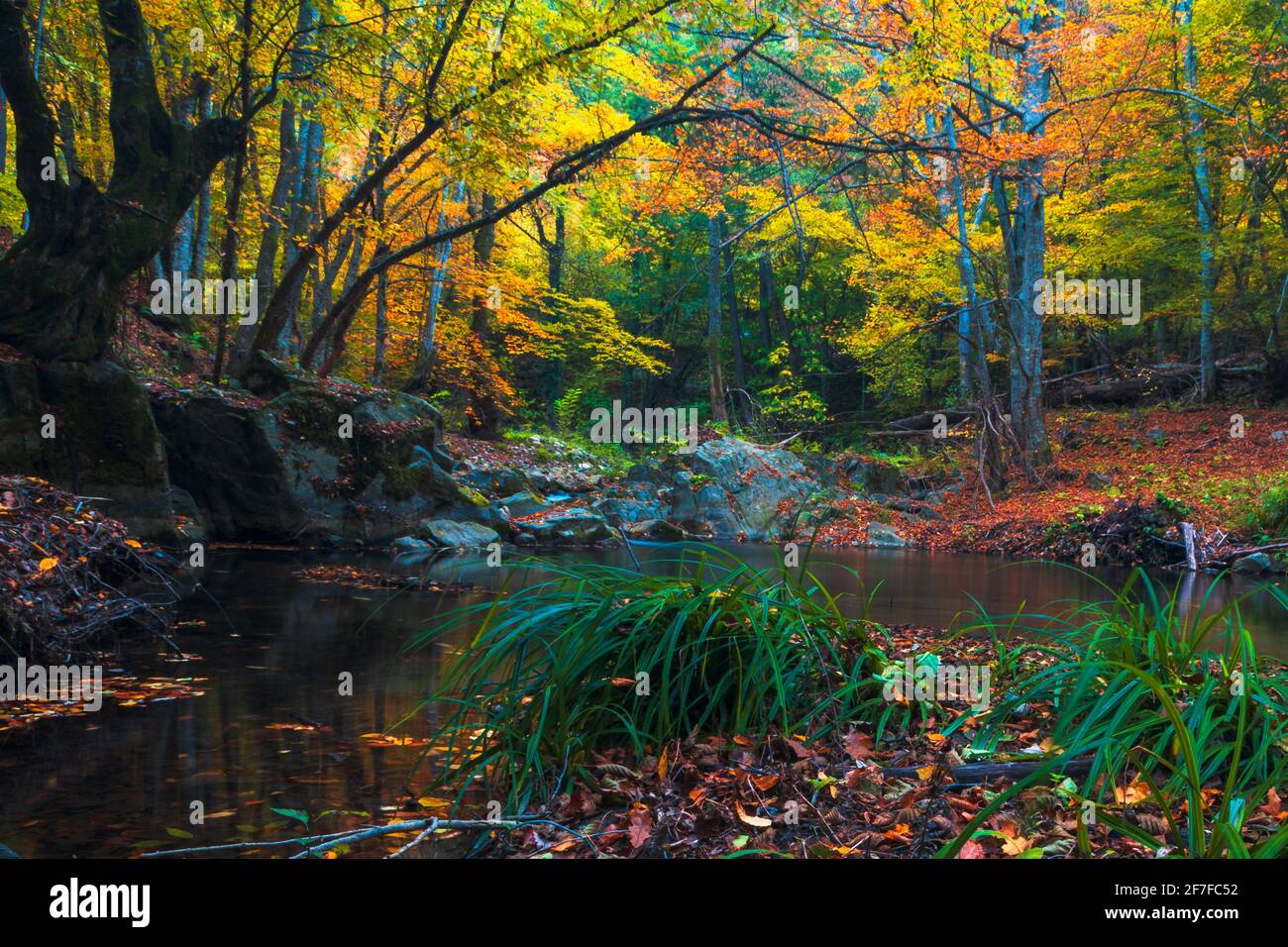 Strandzha bulgaria hi-res stock photography and images - Alamy