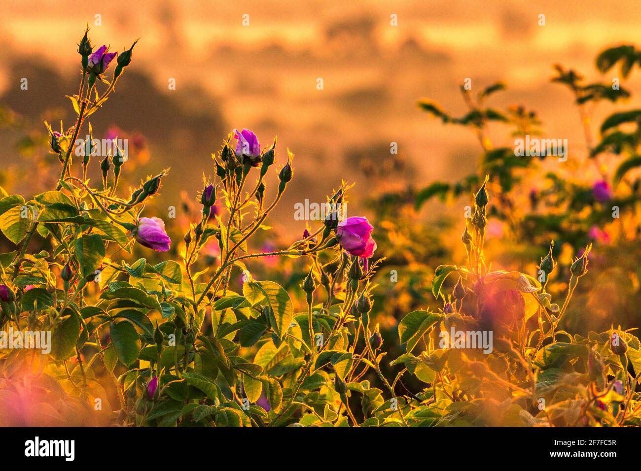 Valley of roses hi-res stock photography and images - Alamy
