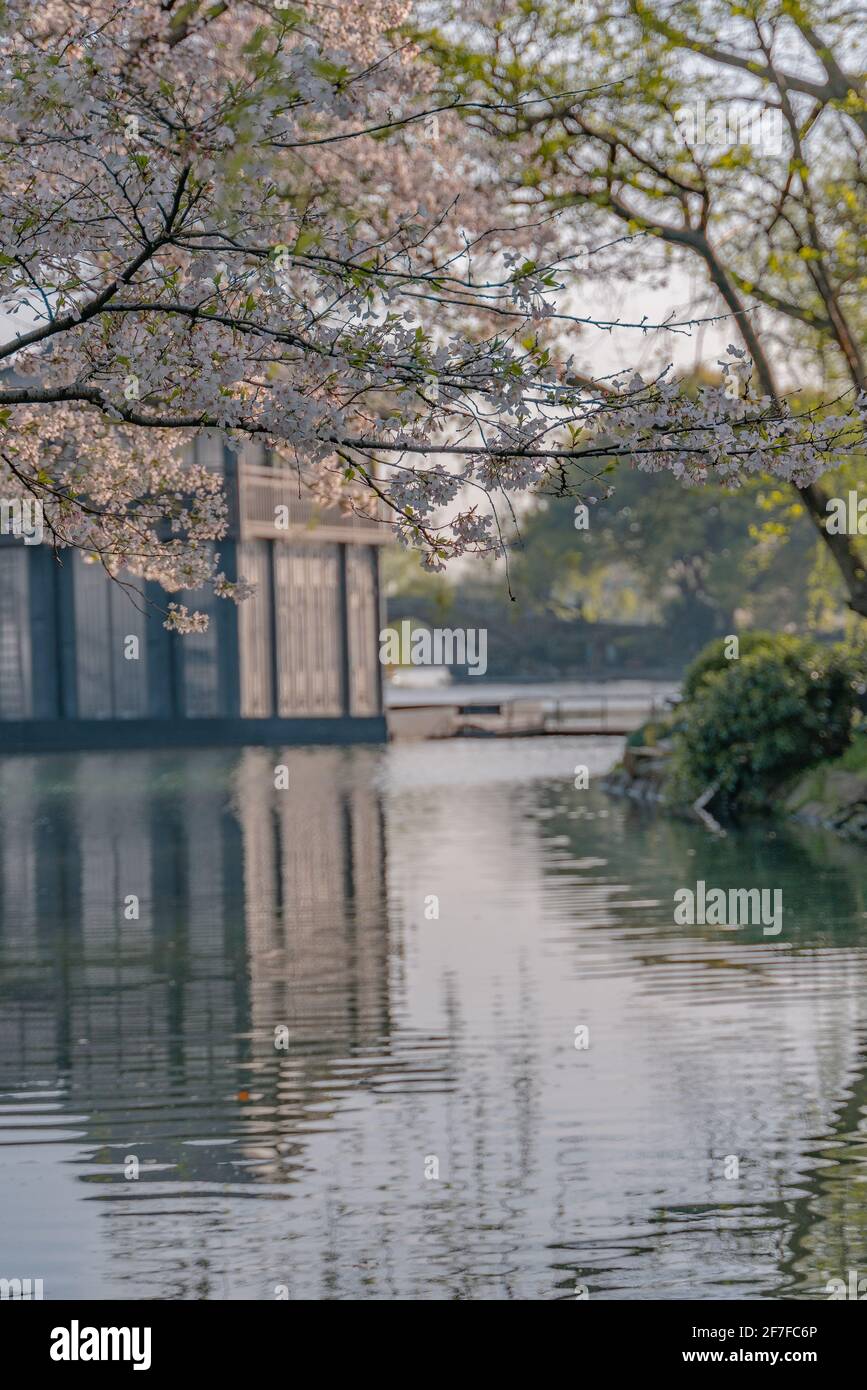 Blooming cherry blossoms at the west lake in Hangzhou, China, spring ...