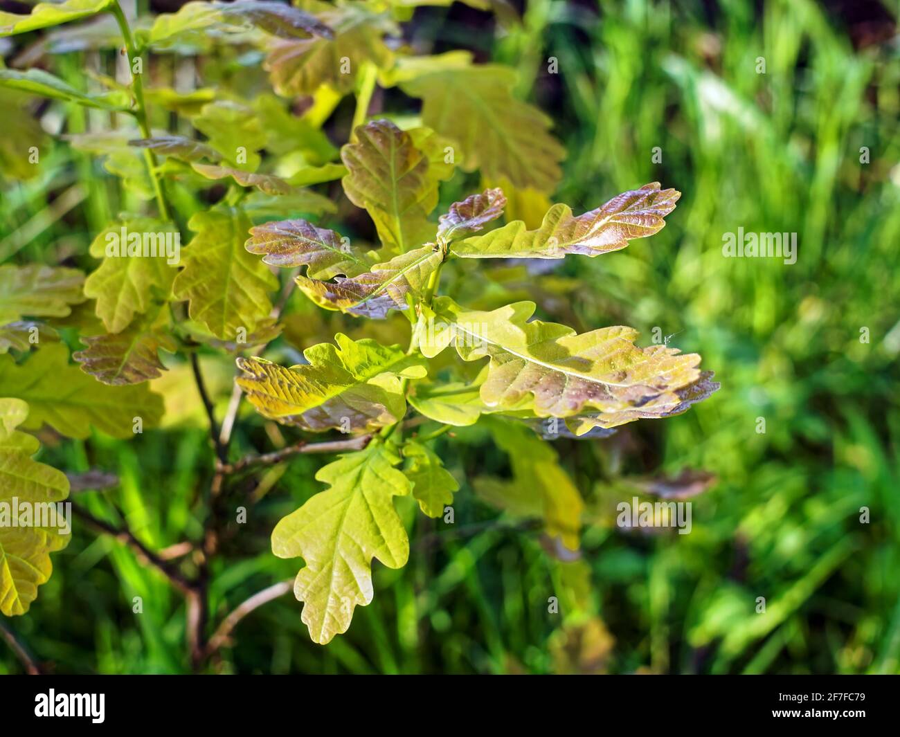 oak leaves on a bright day on a branch, in spring Stock Photo - Alamy