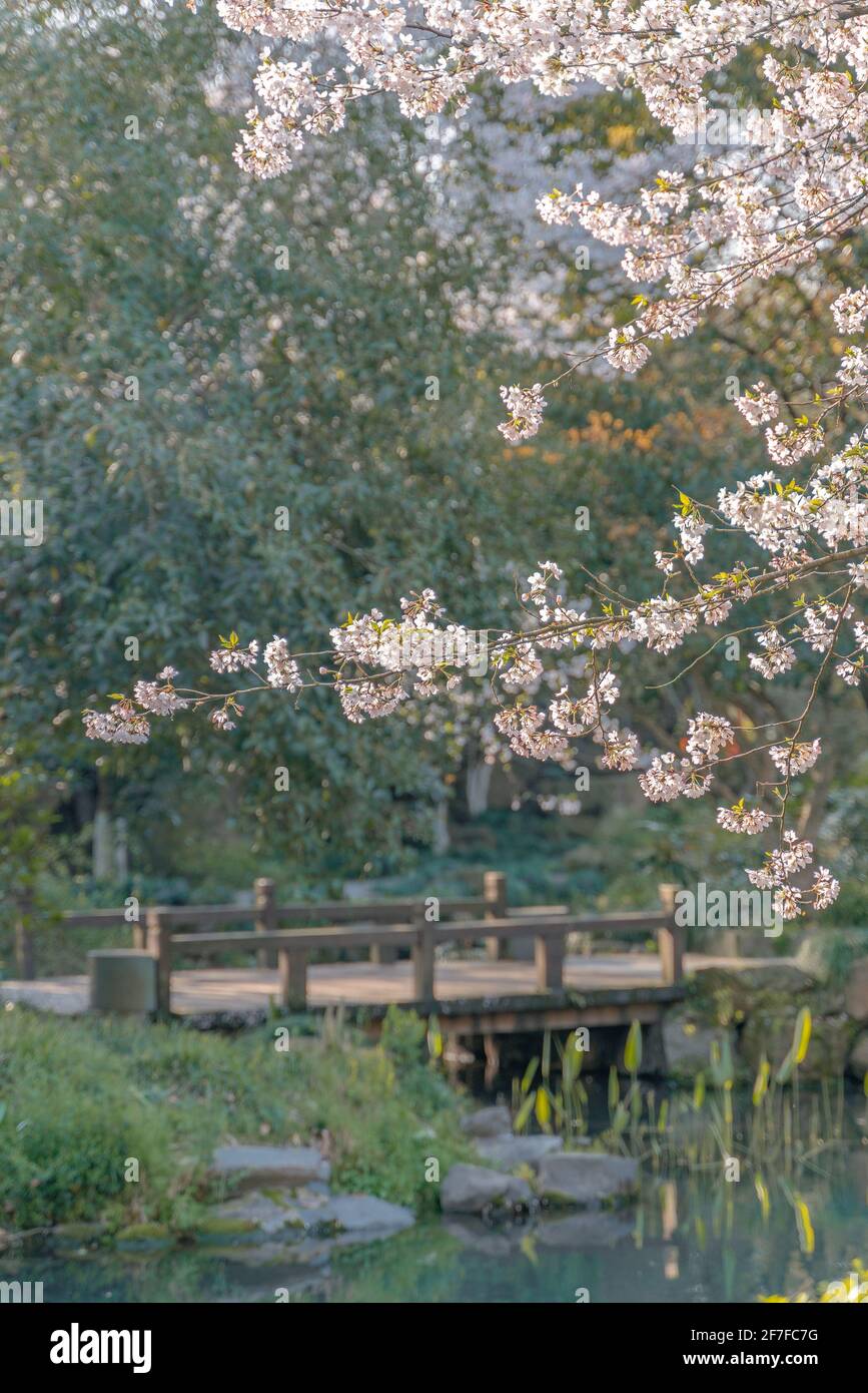 Blooming cherry blossoms at the west lake in Hangzhou, China, spring ...