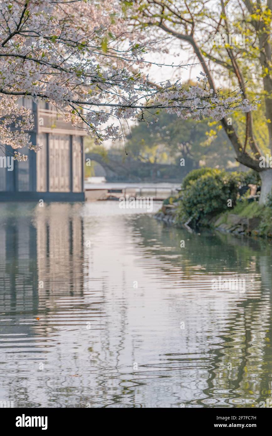 Blooming cherry blossoms at the west lake in Hangzhou, China, spring ...