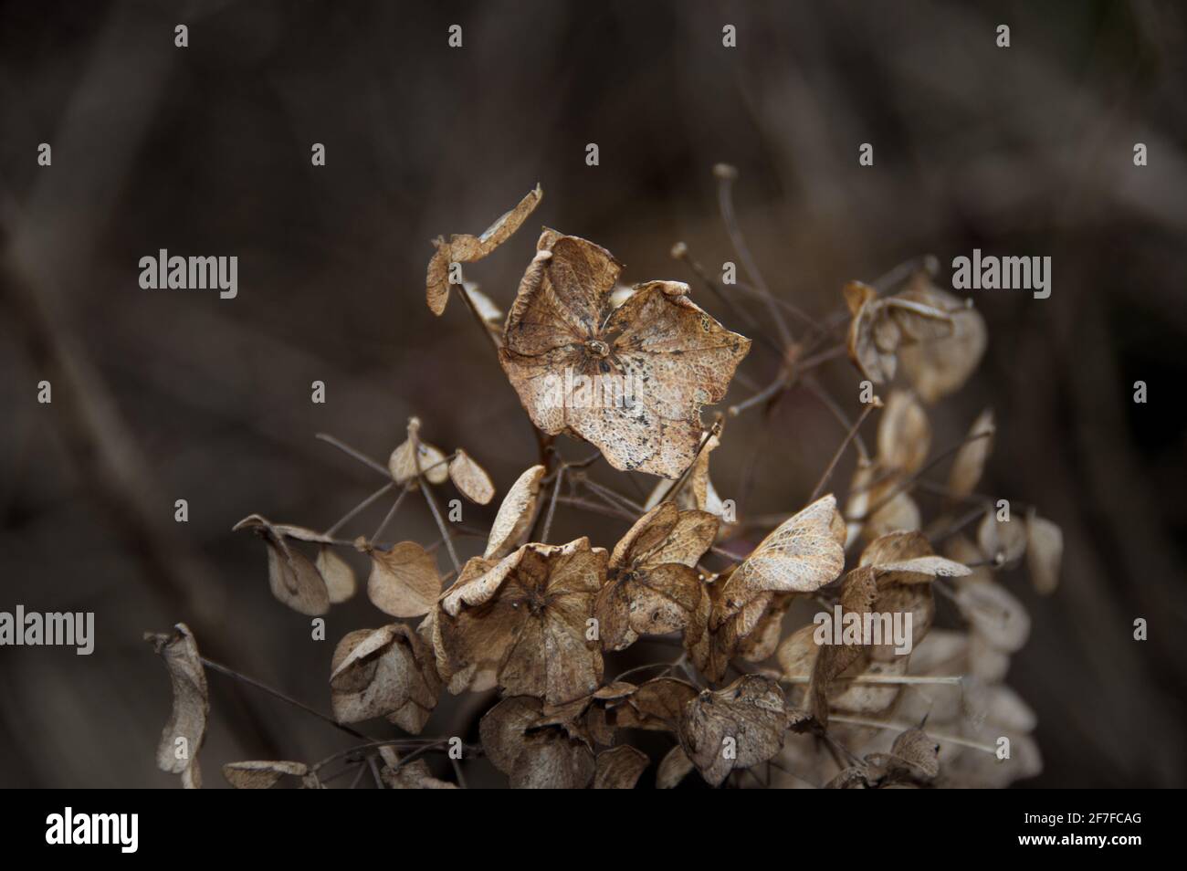 Dry dead Hydrangea Stock Photo - Alamy