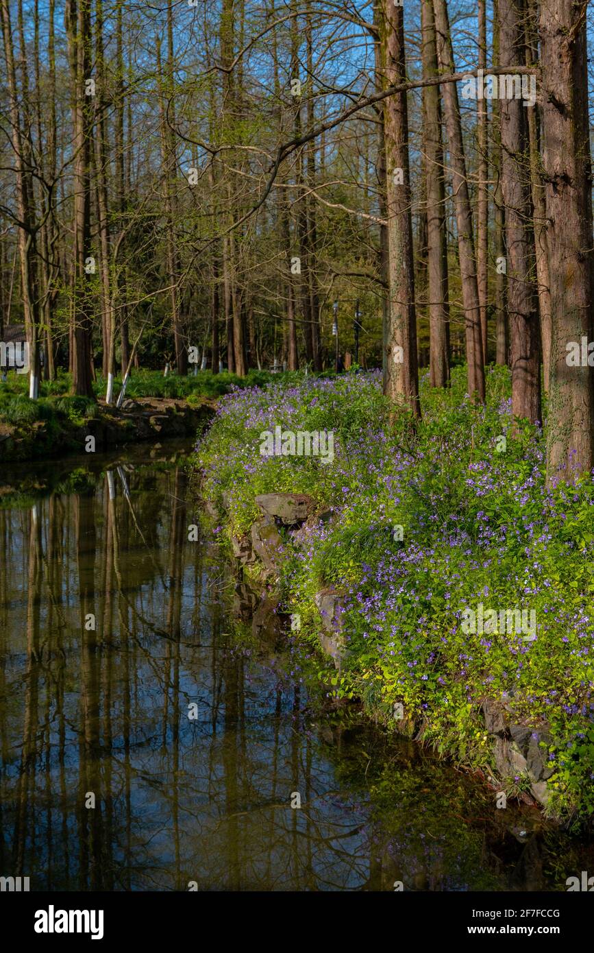 Inside view of a forest in spring time Stock Photo - Alamy