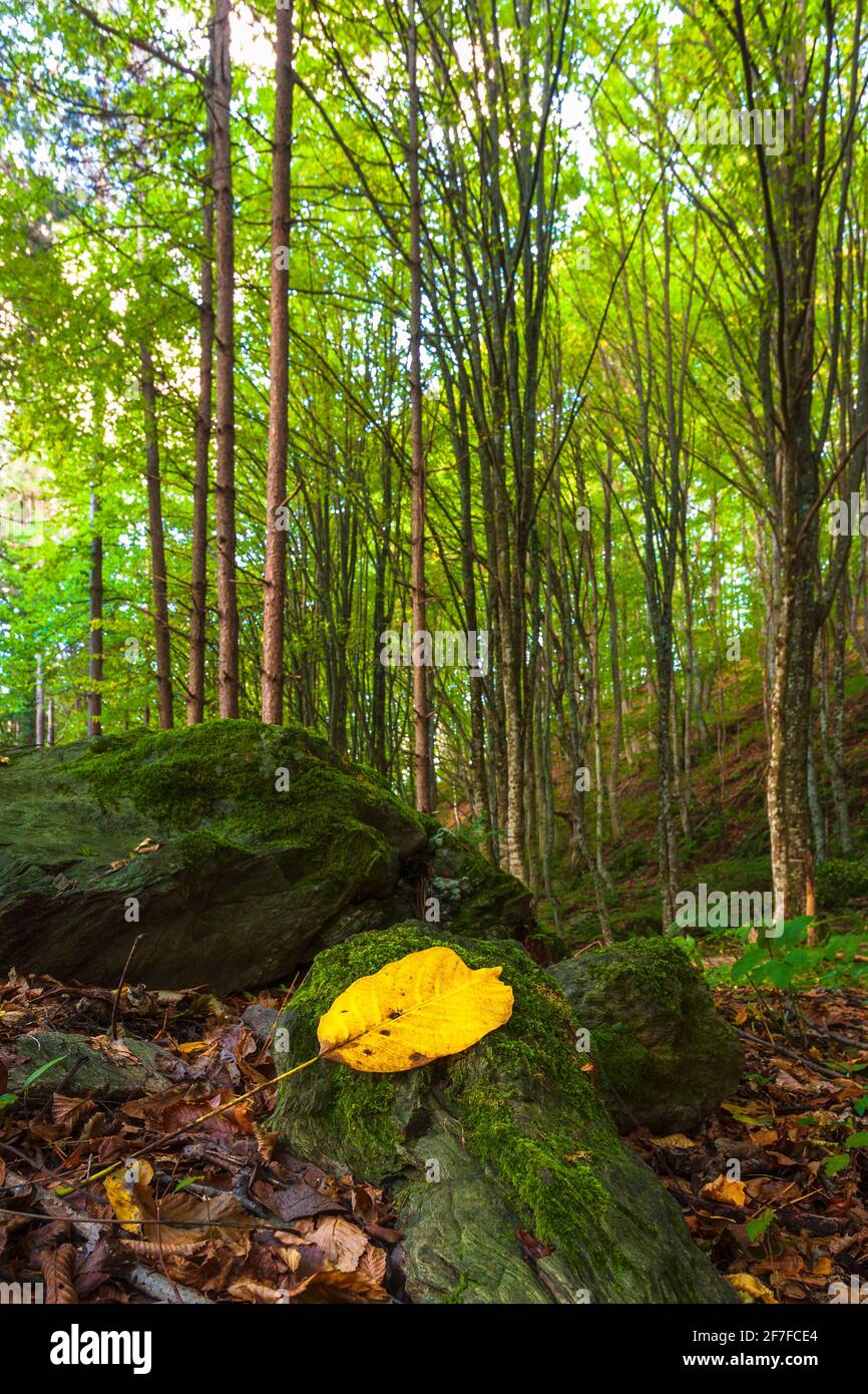 Strandzha bulgaria hi-res stock photography and images - Alamy