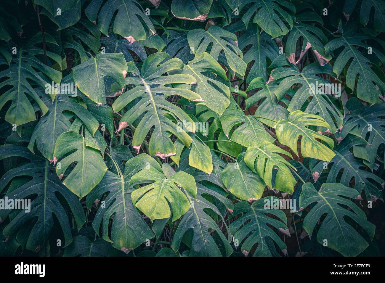 Close up of monstera foliage, tropical nature background, toned image ...
