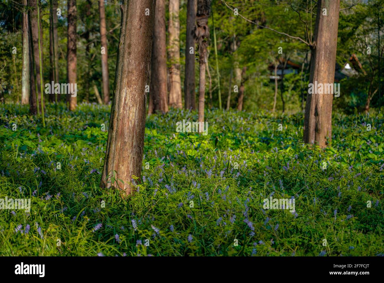 Inside view of a forest in spring time Stock Photo - Alamy