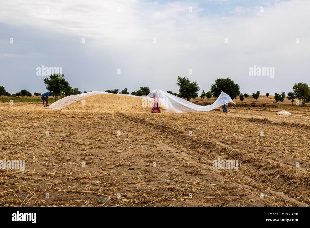 indian farmer covering their crop to protect from rain,beautiful clouds ...