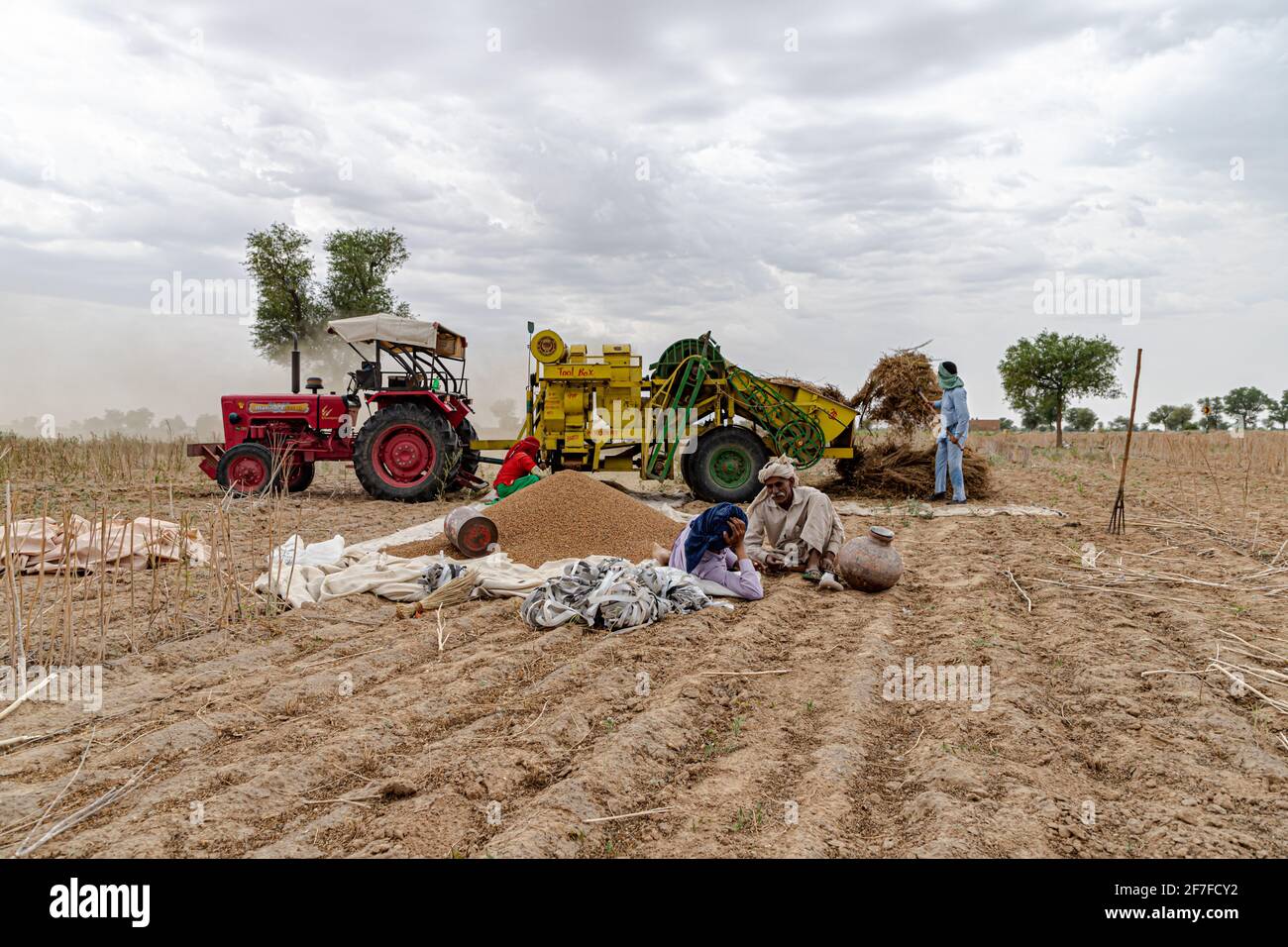 indian farmer harvesting crop in thrashing machine,beautiful clouds in ...