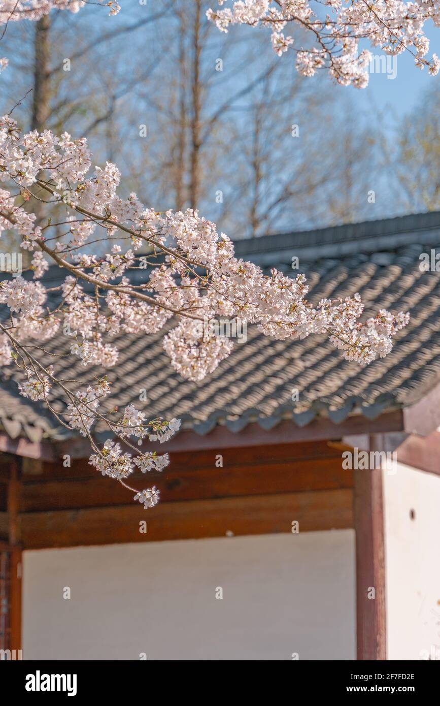 Blooming cherry blossoms at the west lake in Hangzhou, China, spring ...