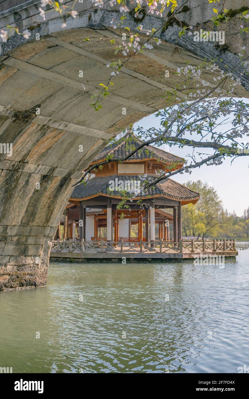 Blooming cherry blossoms at the west lake in Hangzhou, China, spring ...