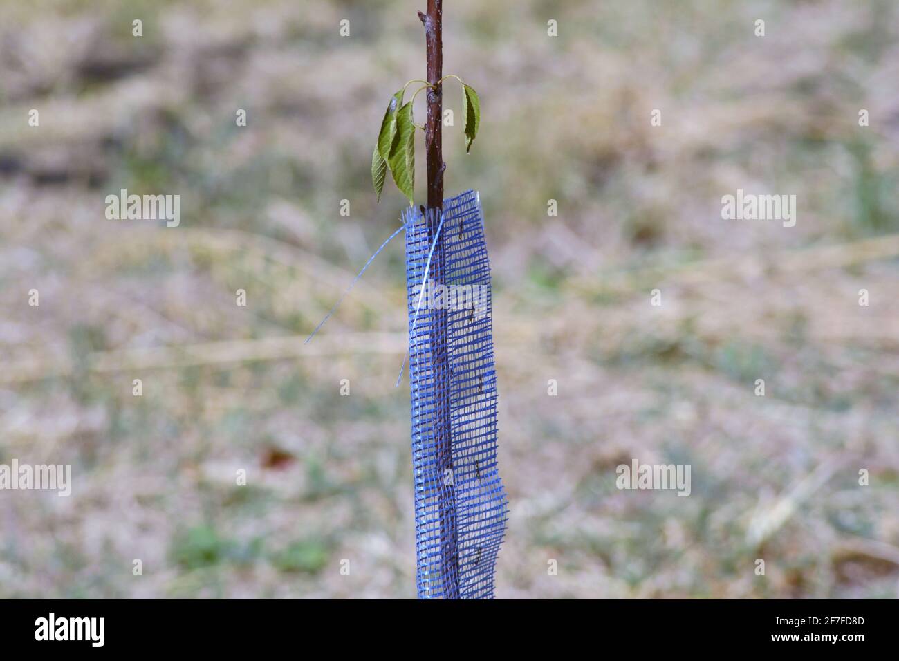 the stem of a young fruit tree protected by a plastic net Stock Photo ...